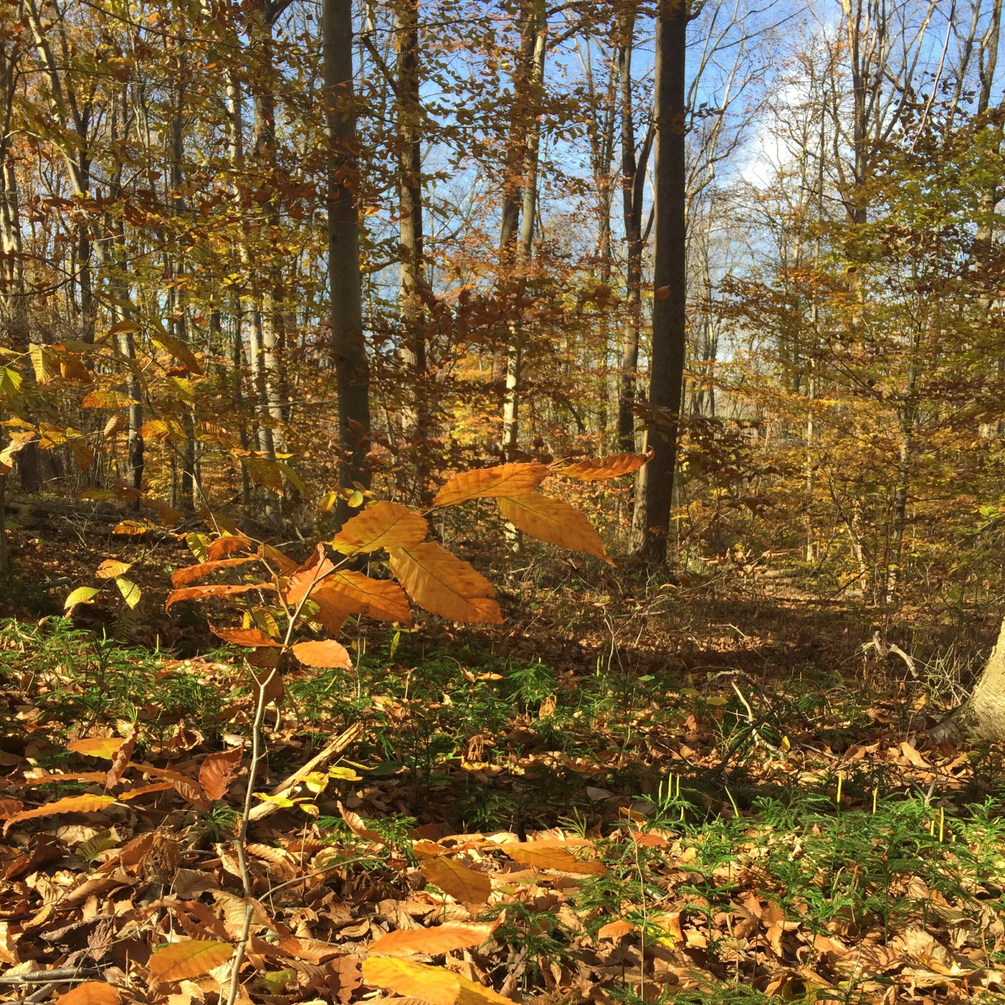 The History of Reading's Other Mountain Comes to The Nature Place ...