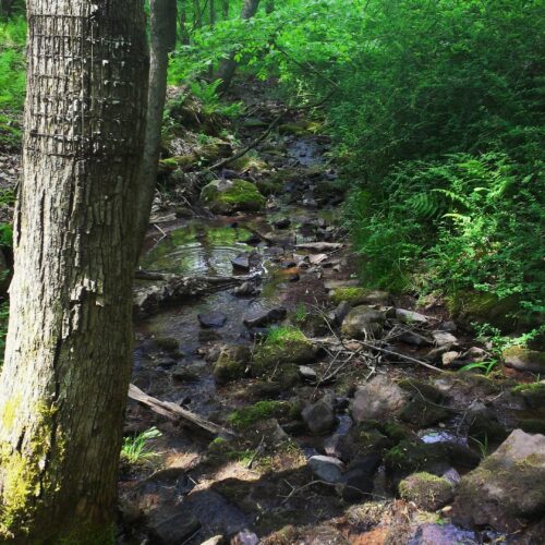 Kittatinny Ridge - Berks Nature